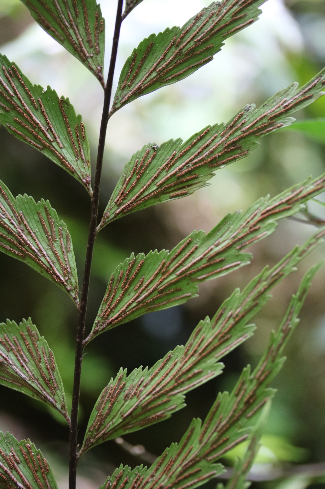 Asplenium polyodon G.Forst.