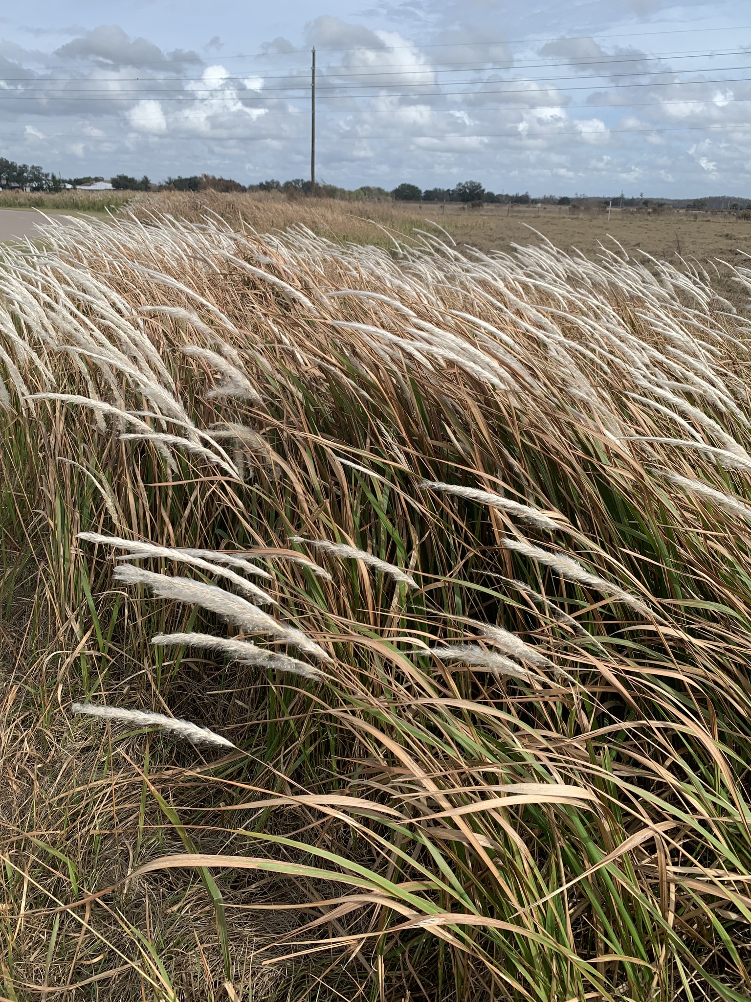 Imperata cylindrica (L.) P.Beauv.