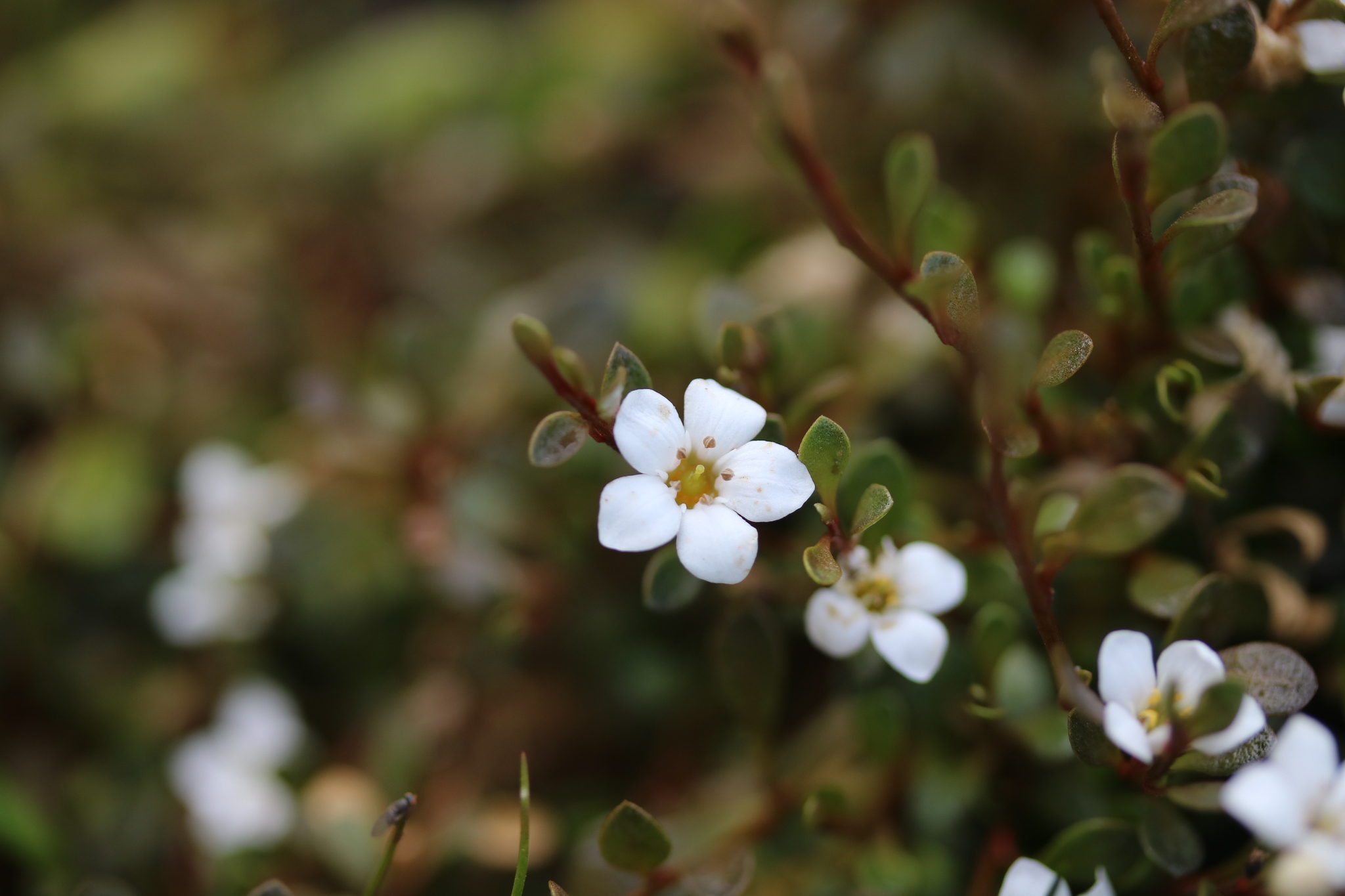Samolus repens (J.R. & G.Forst.) Pers.