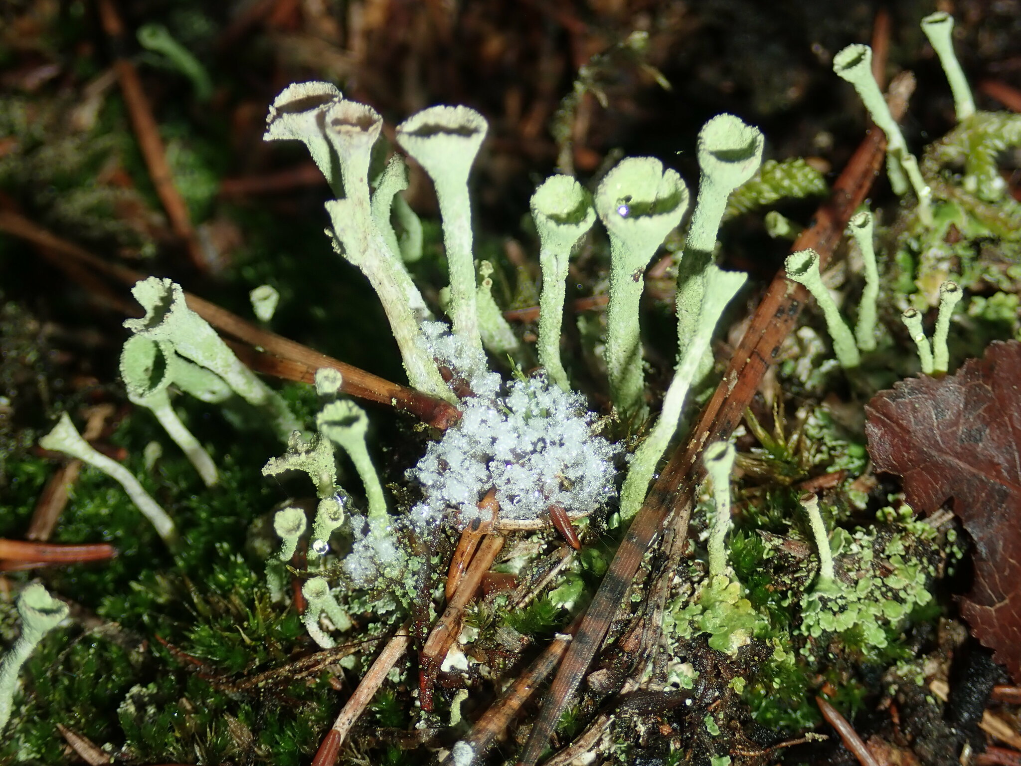 Cladonia fimbriata (L.) Fr.
