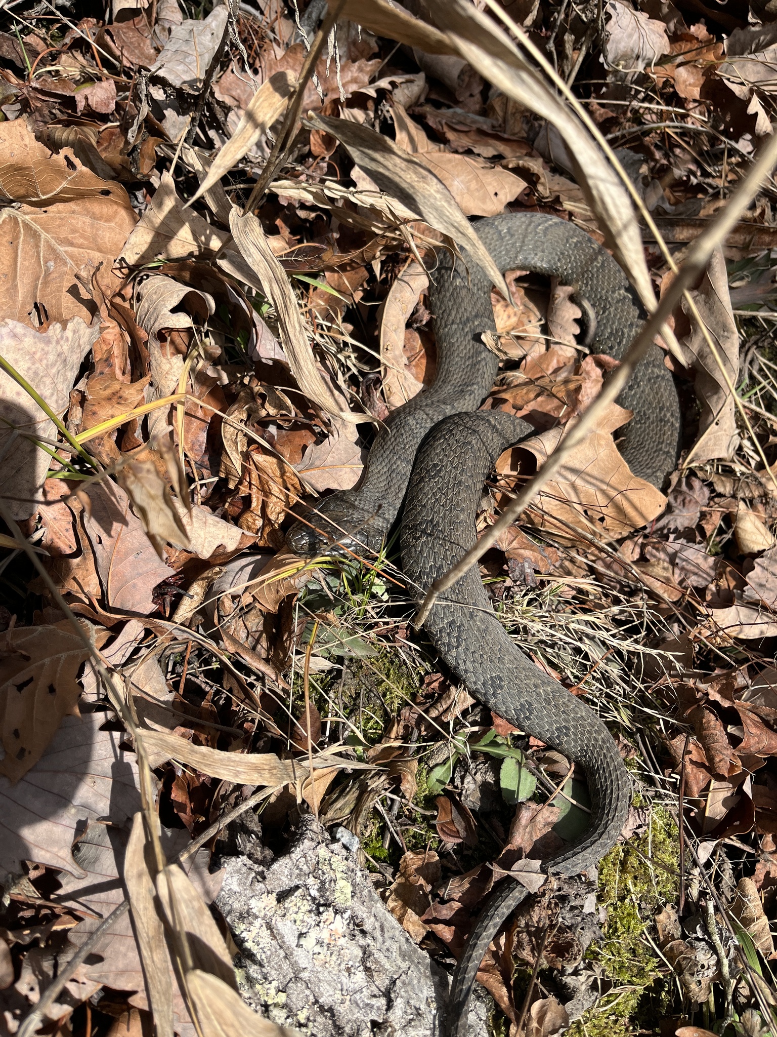 Nerodia sipedon (Linnaeus, 1758)