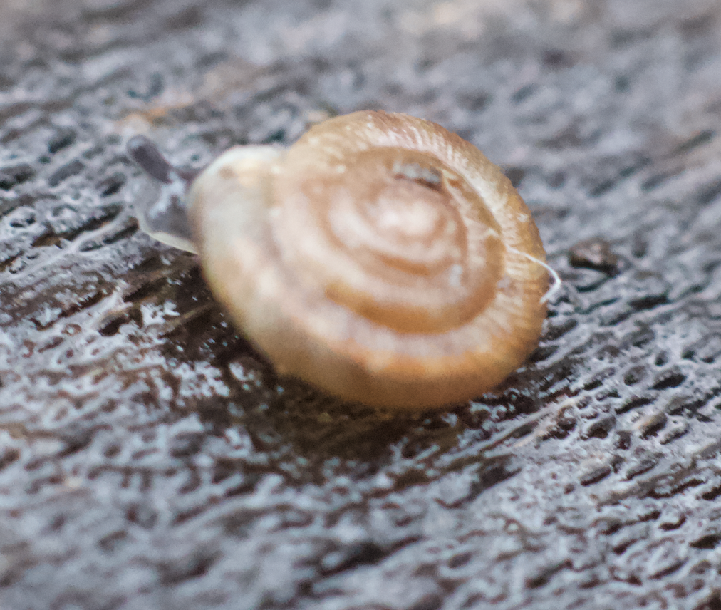 Discus rotundatus (O.F.Müller, 1774)
