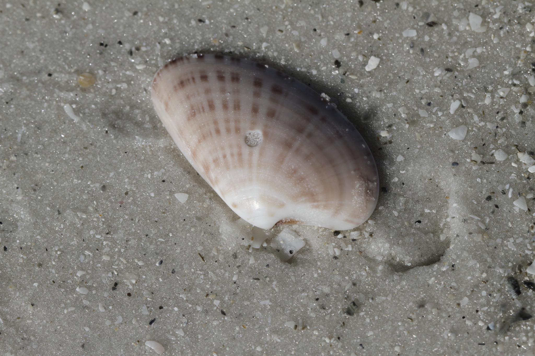 Macrocallista Meek, 1876