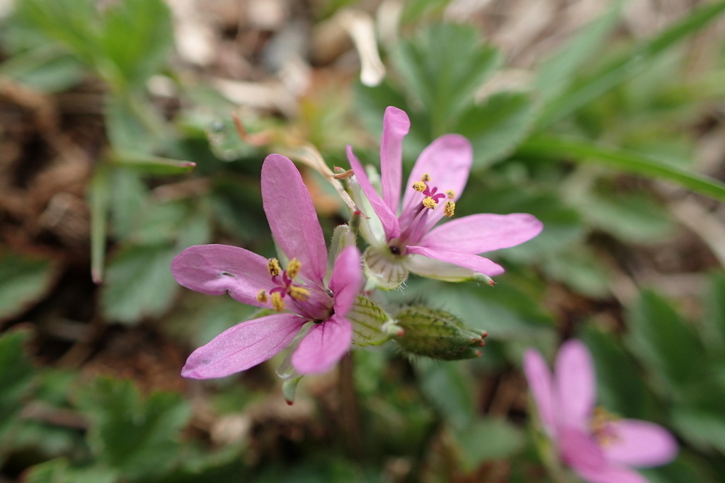 Common stork's bill (Spring Wildflowers of Arastradero Preserve ...