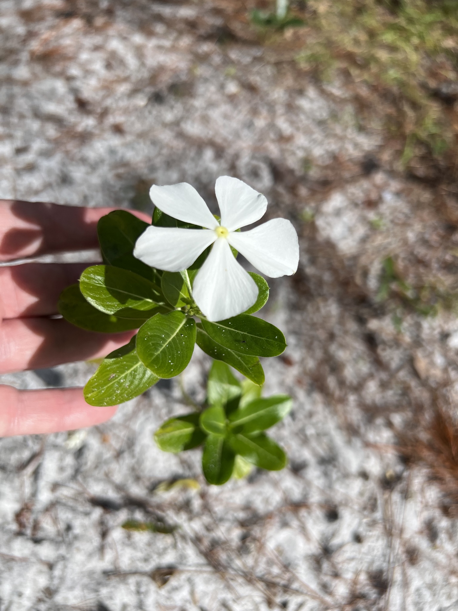 Catharanthus roseus (L.) G.Don