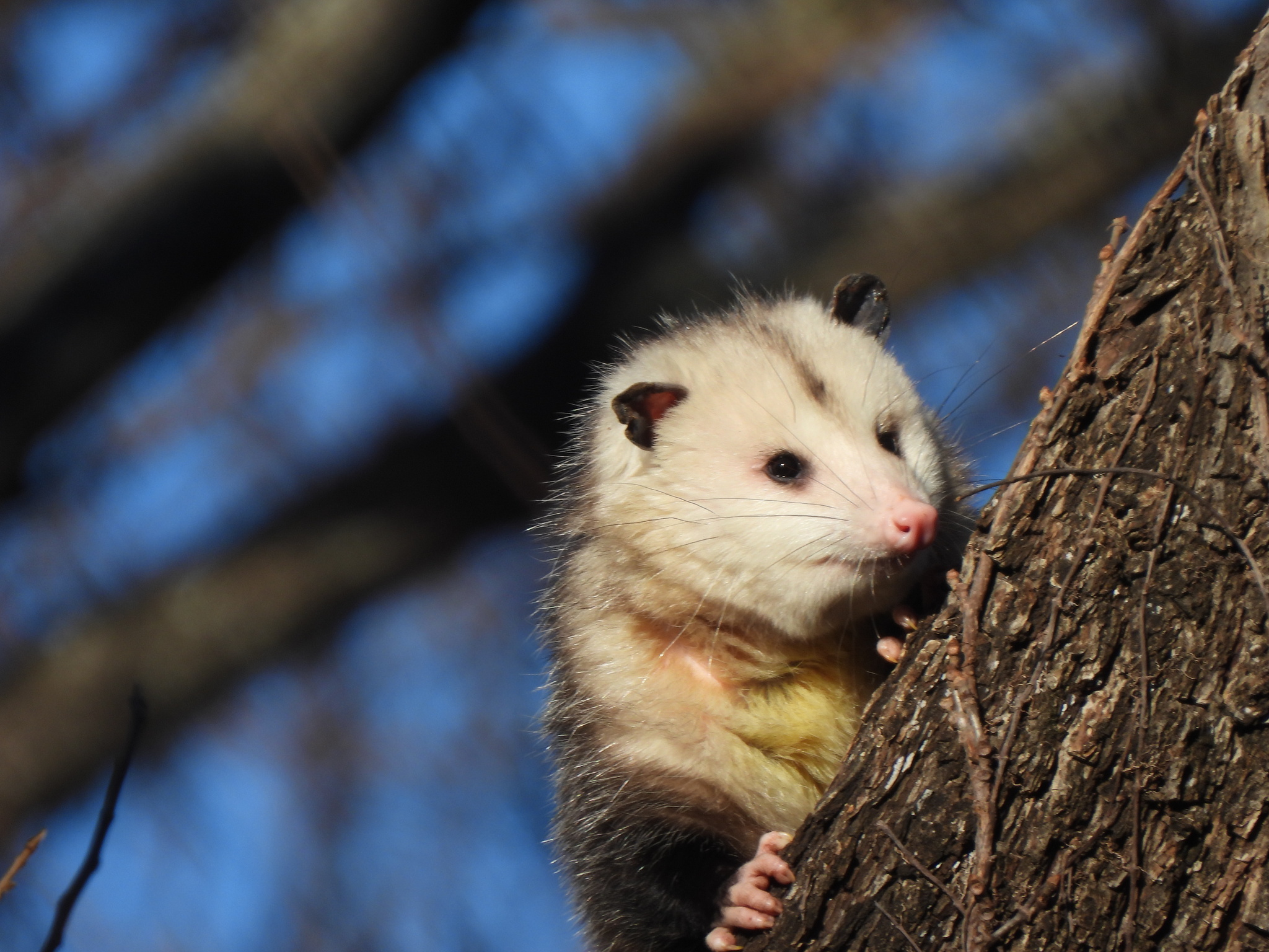 Didelphis virginiana Kerr, 1792