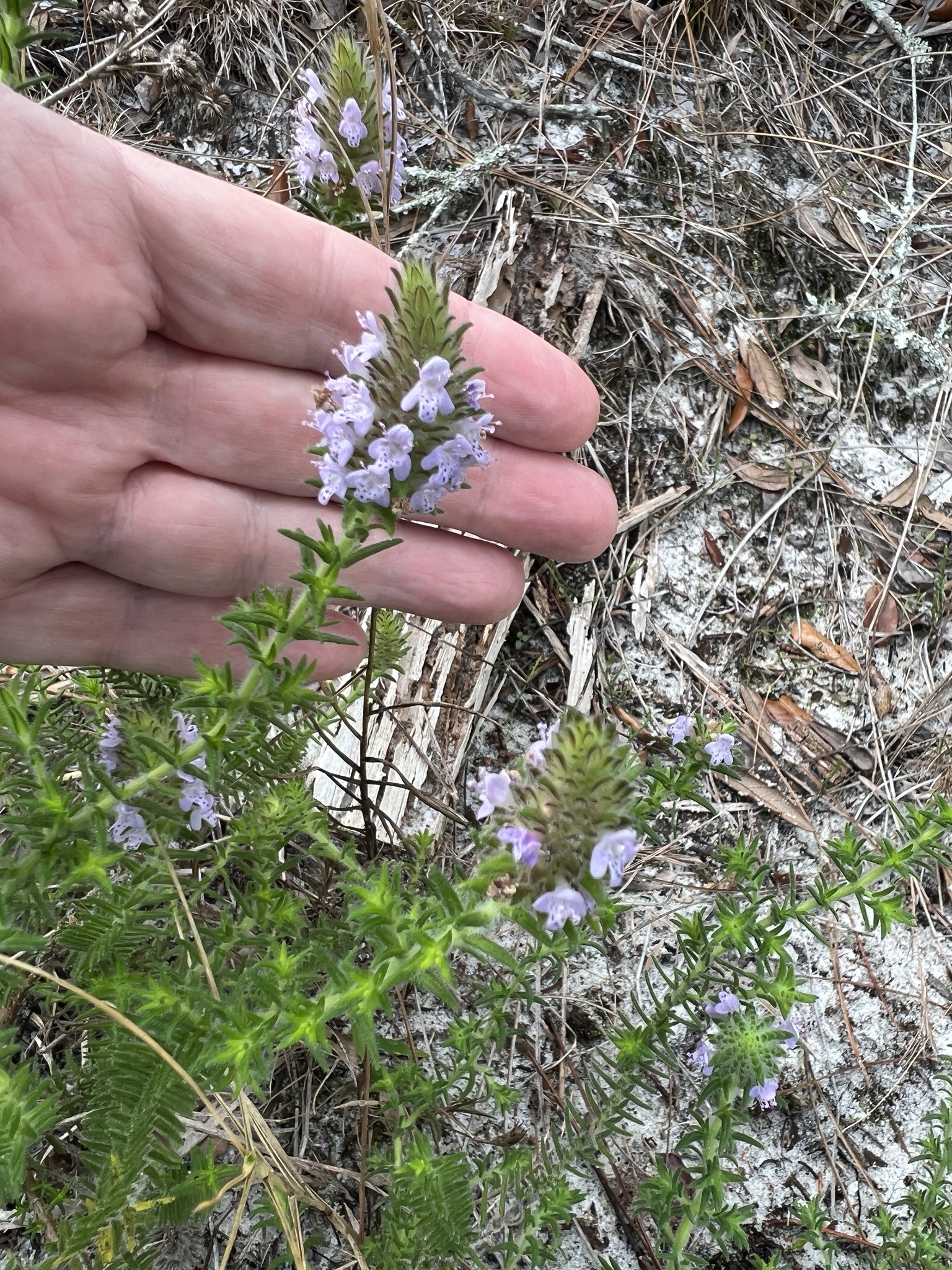 Piloblephis rigida (W.Bartram ex Benth.) Raf.