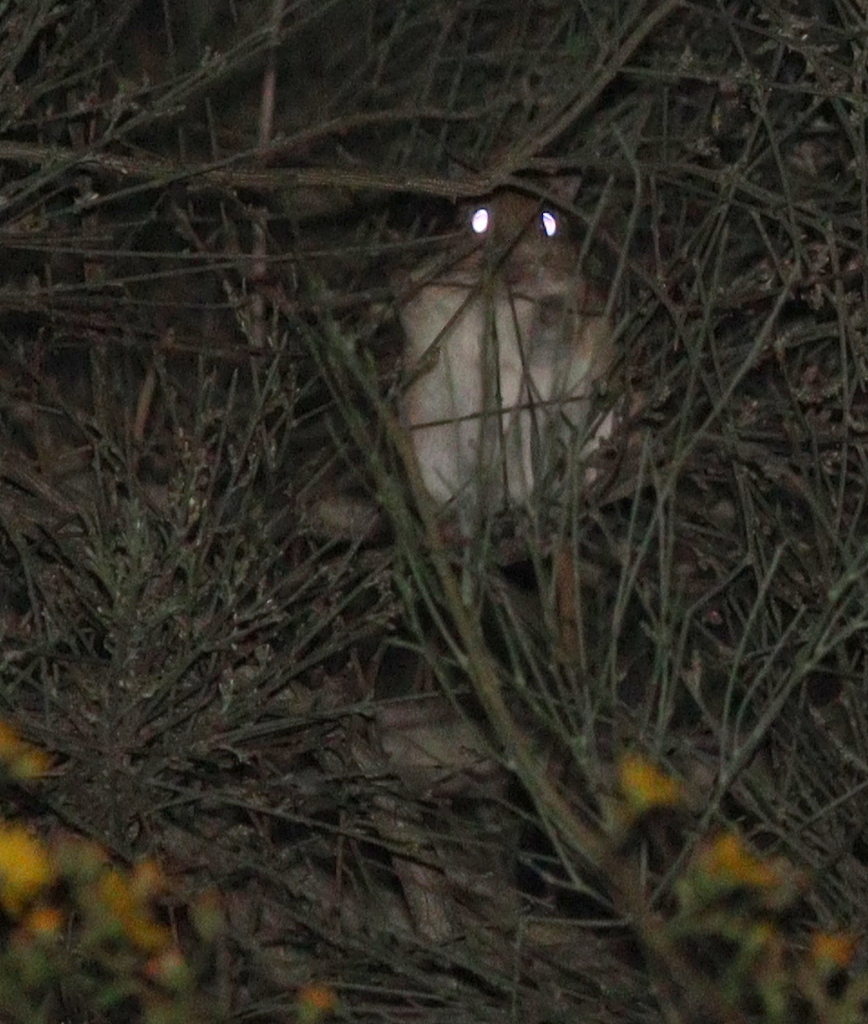 Buxton's Jird in January 2023 by Jan Ebr · iNaturalist