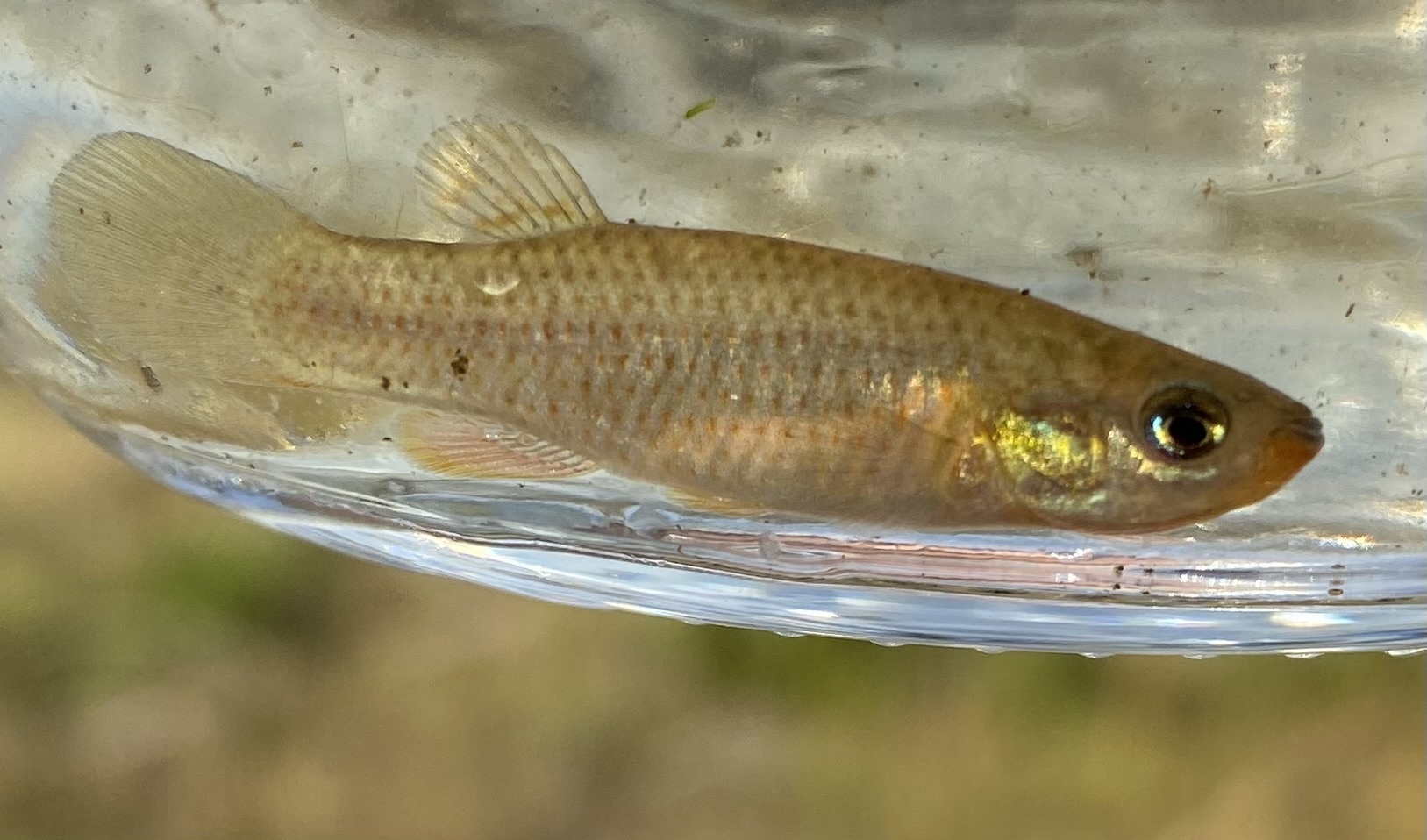 Fundulus rubrifrons (Jordan, 1880)