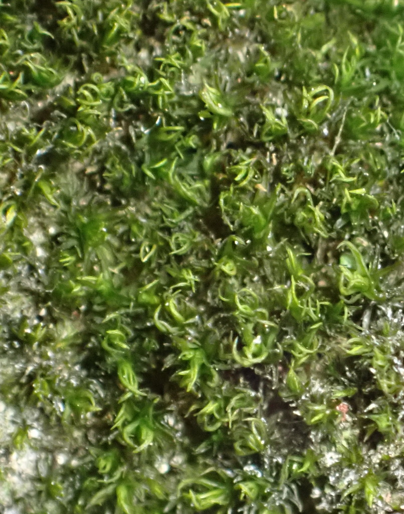 Pottiaceae from Parktown, Johannesburg, 2193, South Africa on December ...