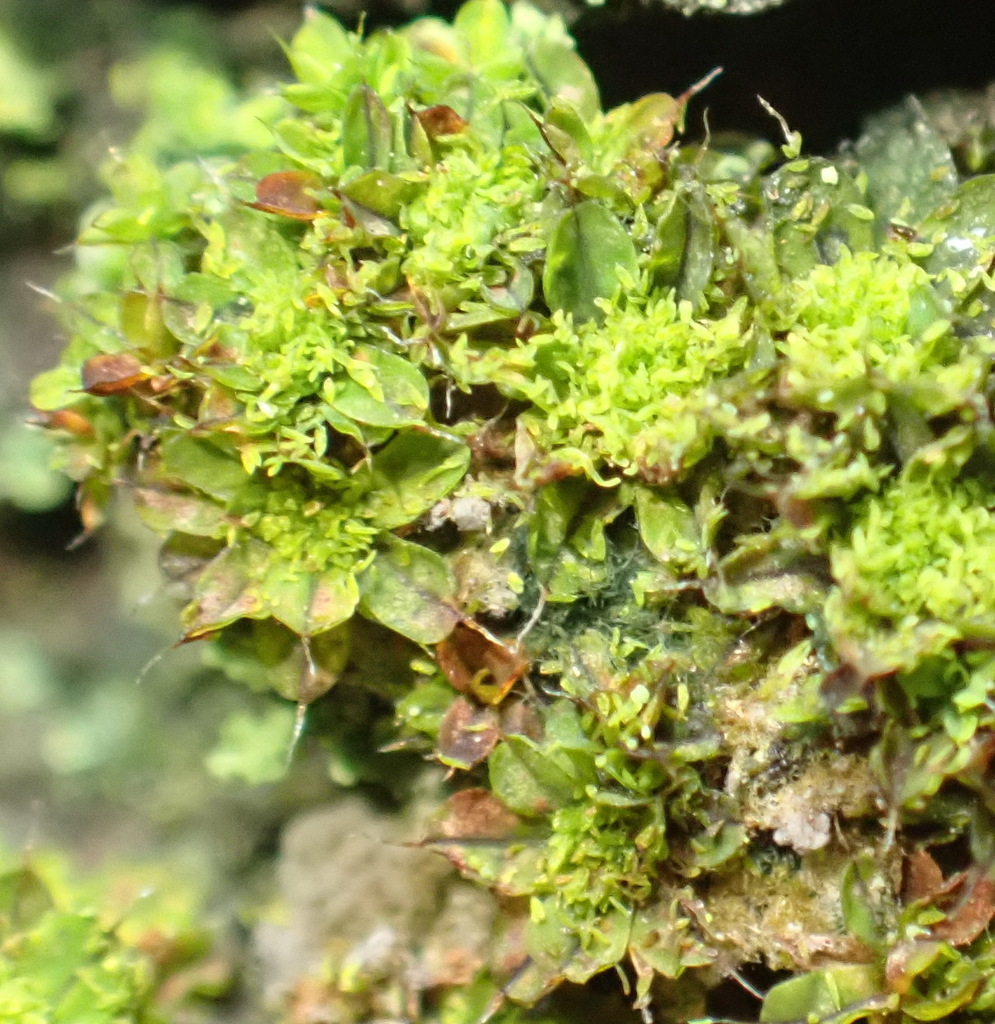 Small Hairy Screw-moss from Parktown, Johannesburg, 2193, South Africa ...