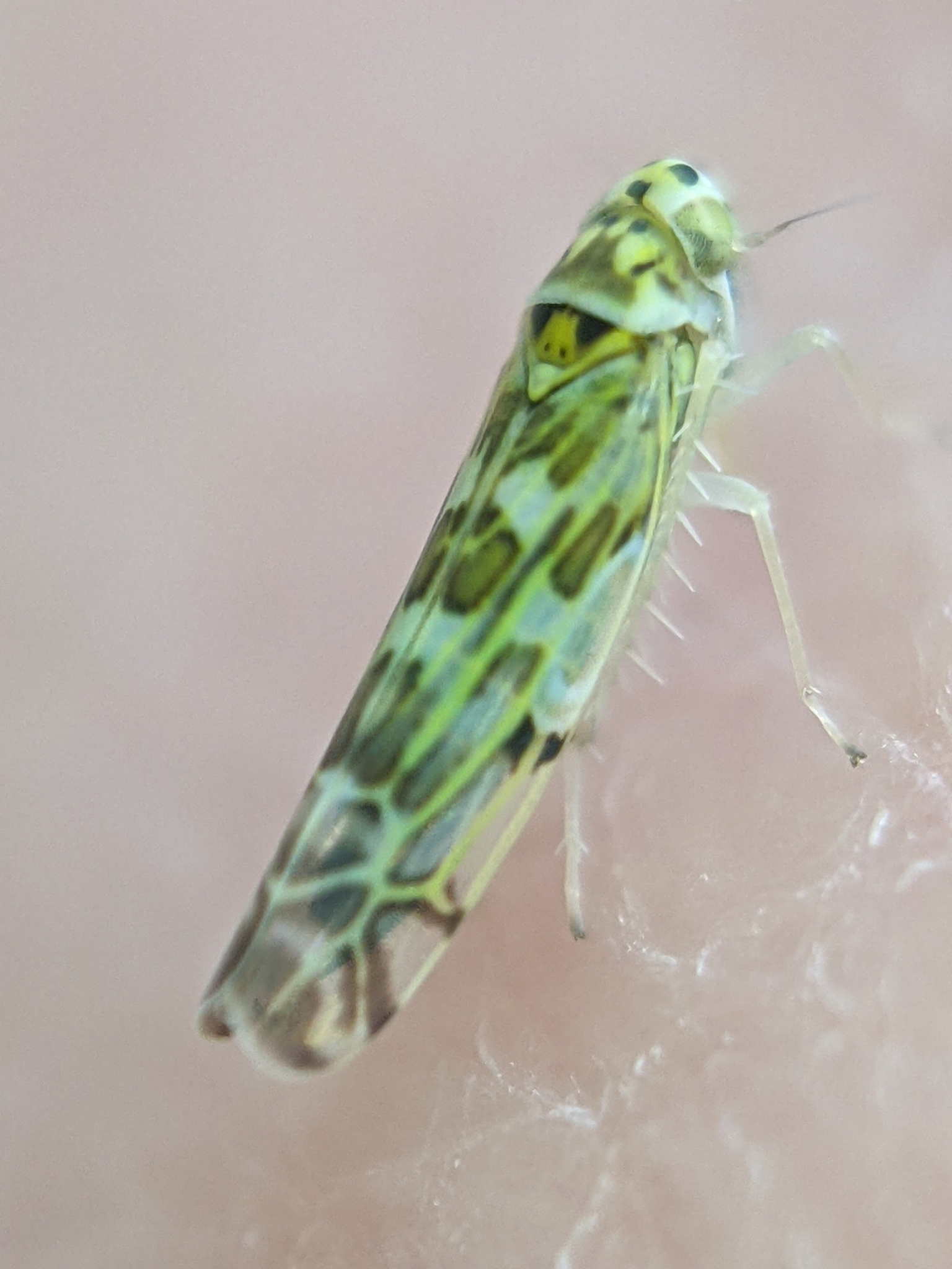 Cicadellidae