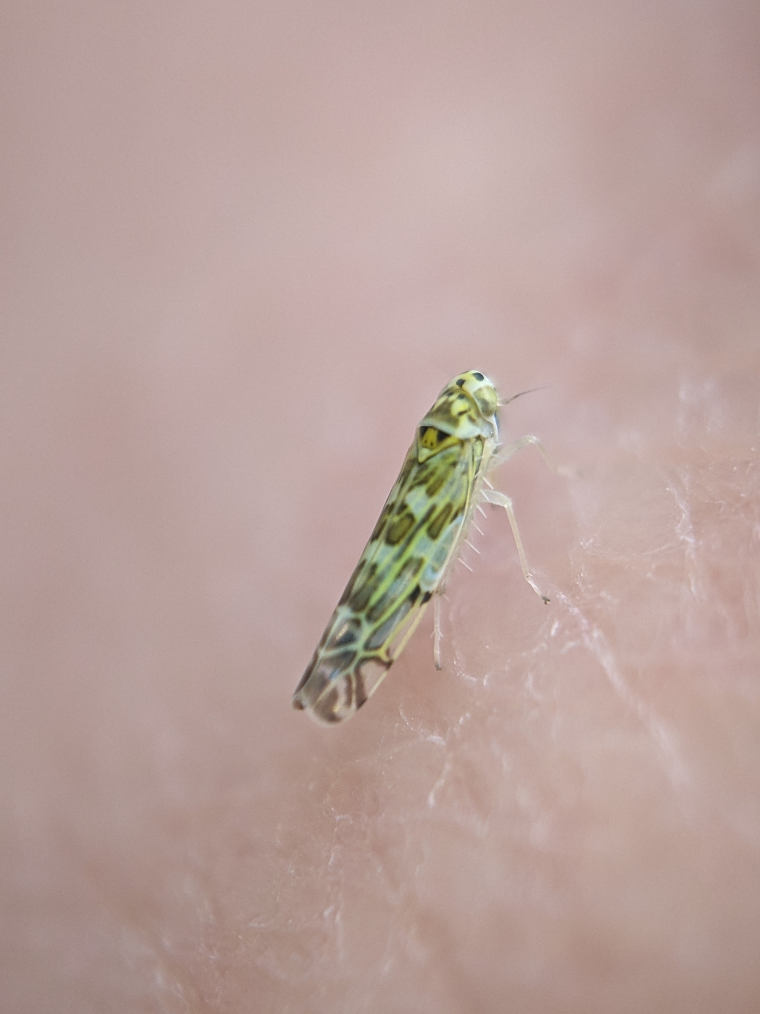 Cicadellidae