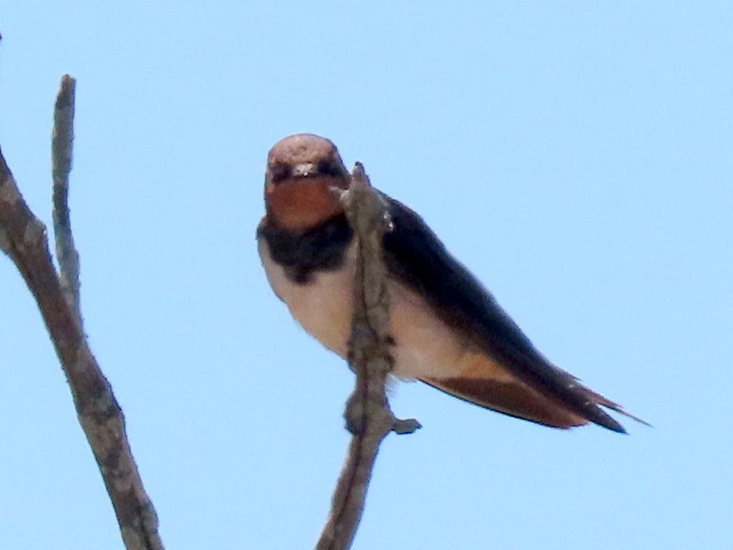 Hirundo rustica Linnaeus, 1758