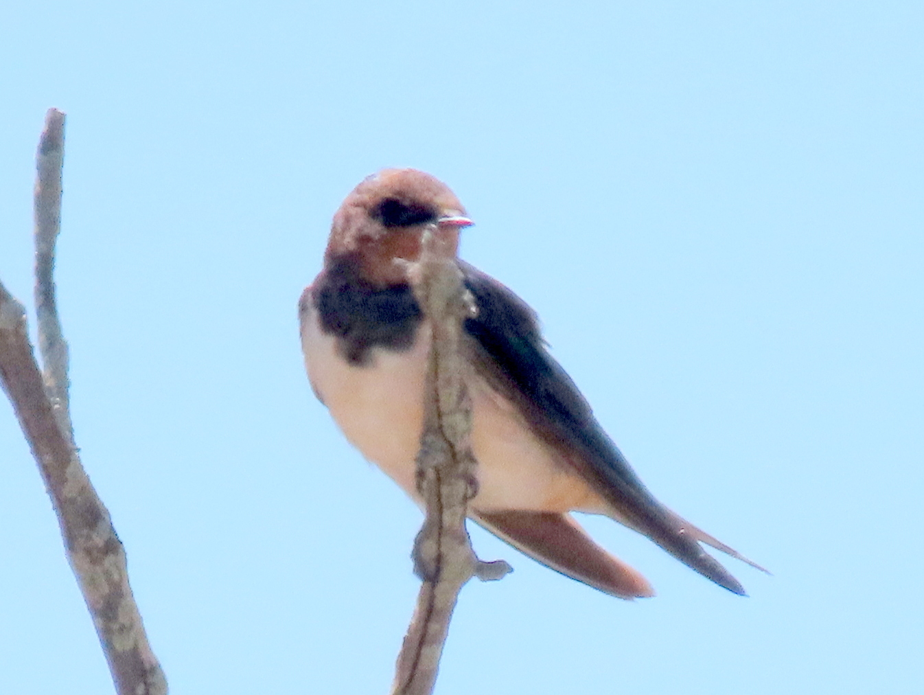Hirundo rustica Linnaeus, 1758