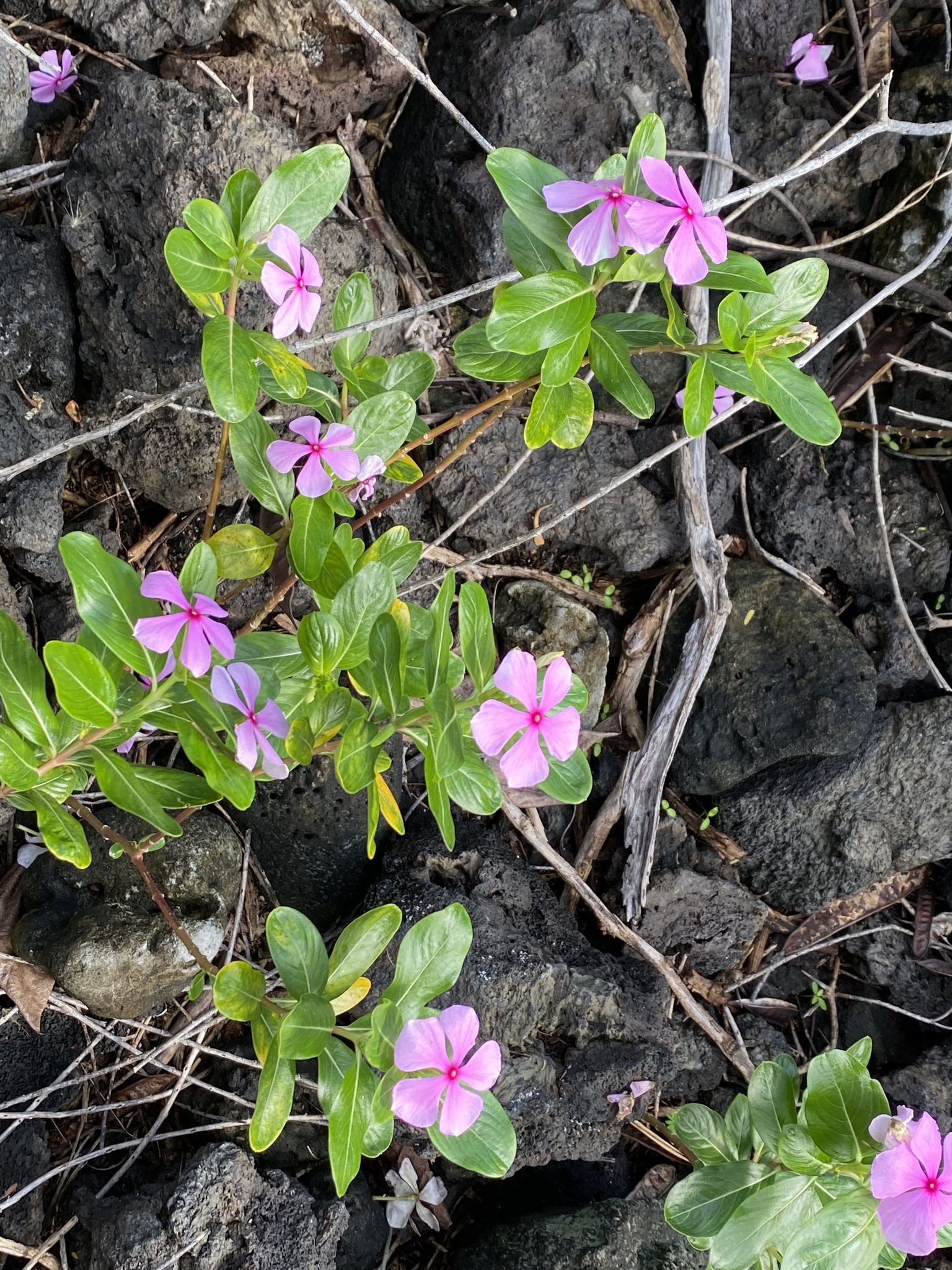 Catharanthus roseus (L.) G.Don