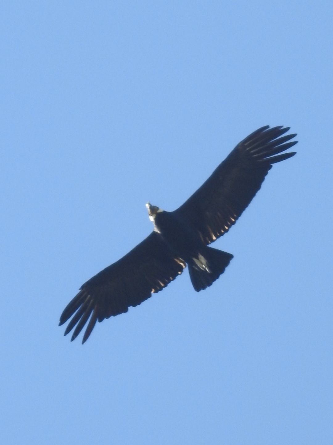 Vultur gryphus Linnaeus, 1758