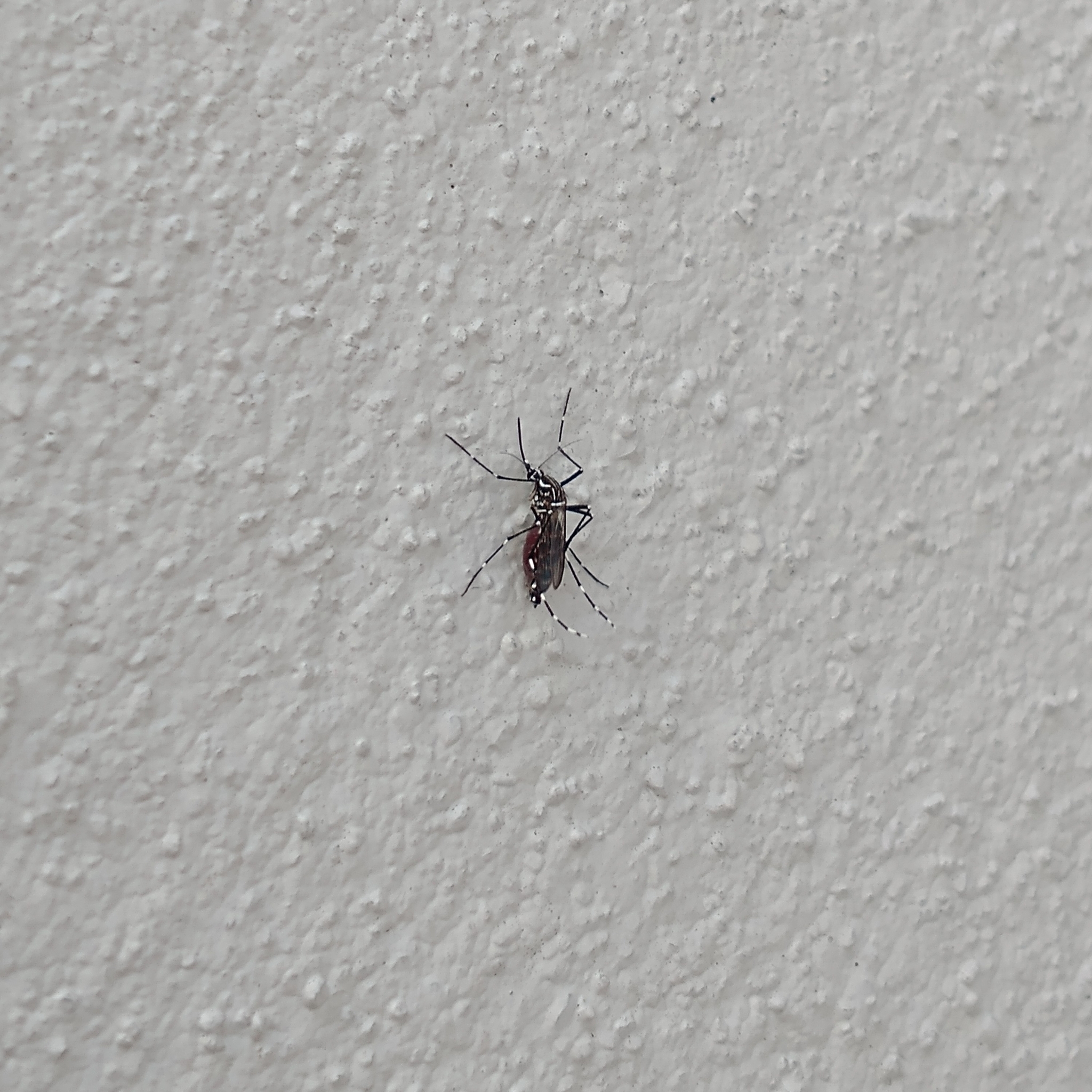 Aedes aegypti (Linnaeus, 1762)