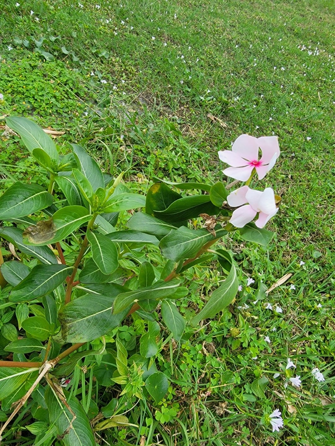 Catharanthus roseus (L.) G.Don