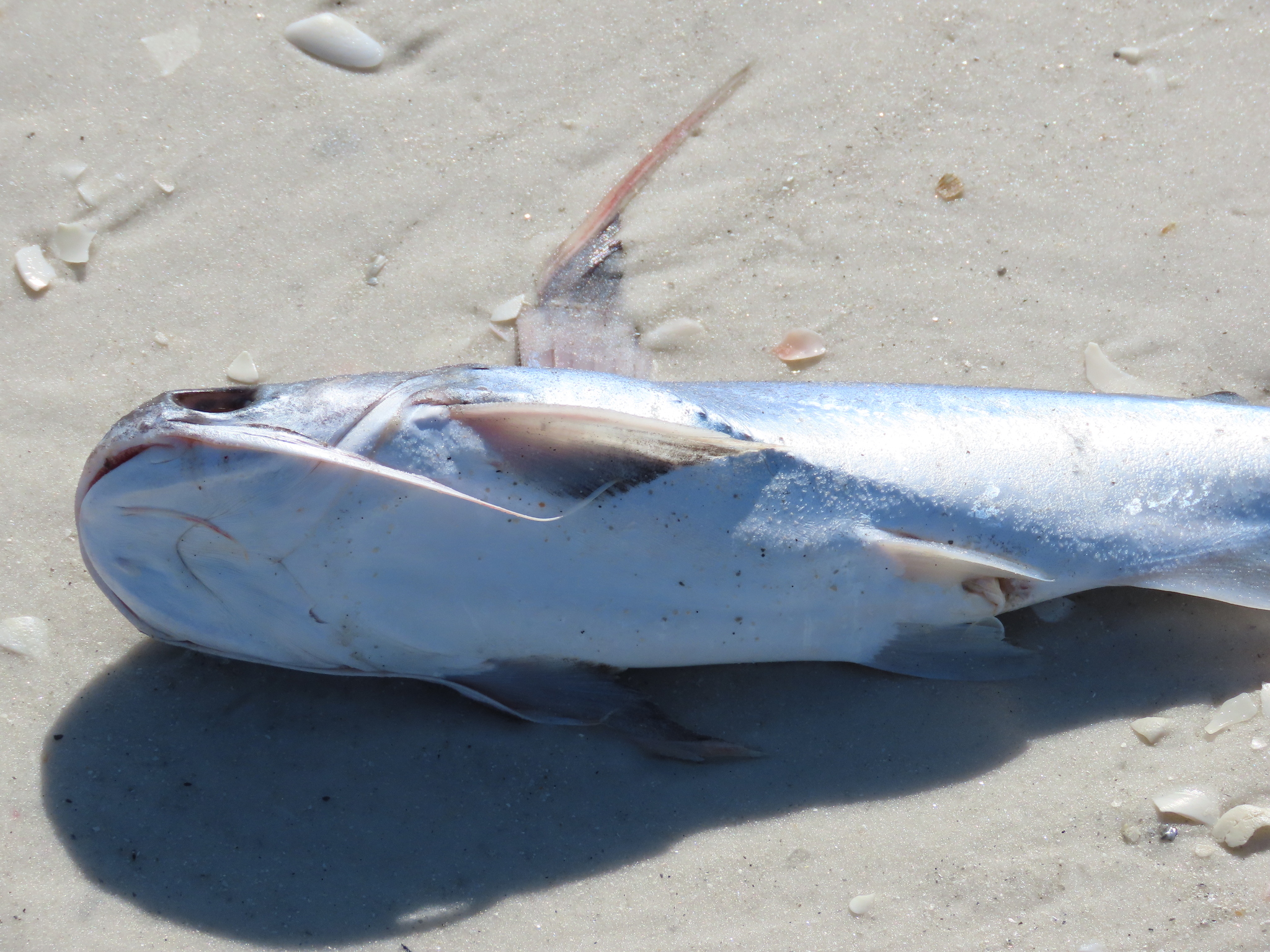 Bagre marinus (Mitchill, 1815)