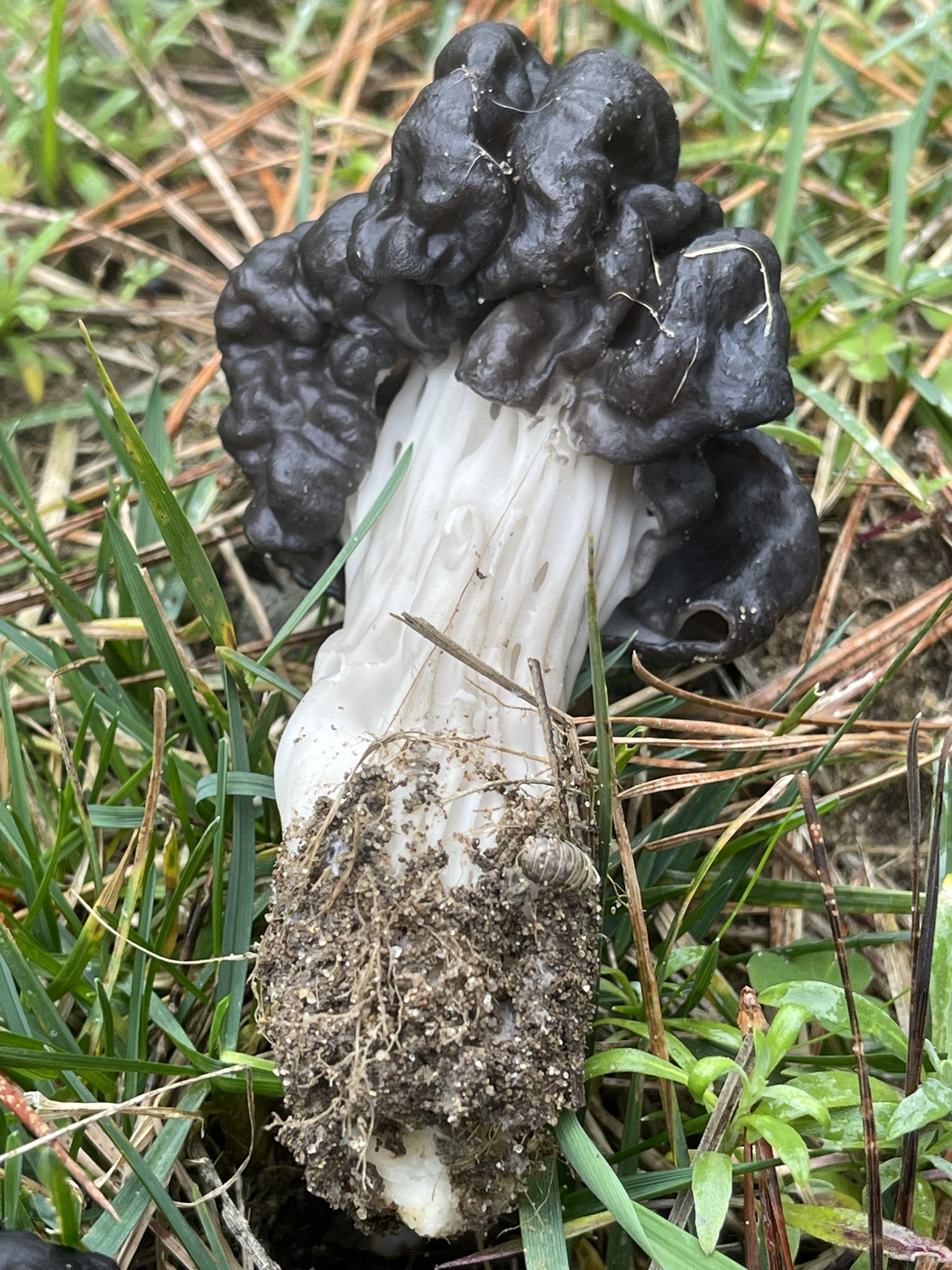 Helvella vespertina N.H.Nguyen & Vellinga