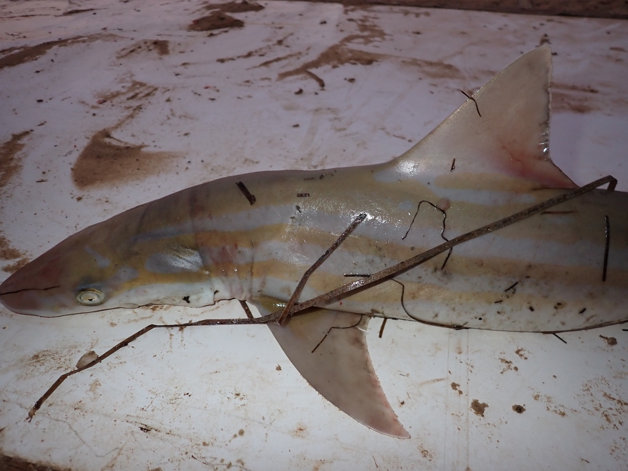 Paragaleus pectoralis (Garman, 1906)