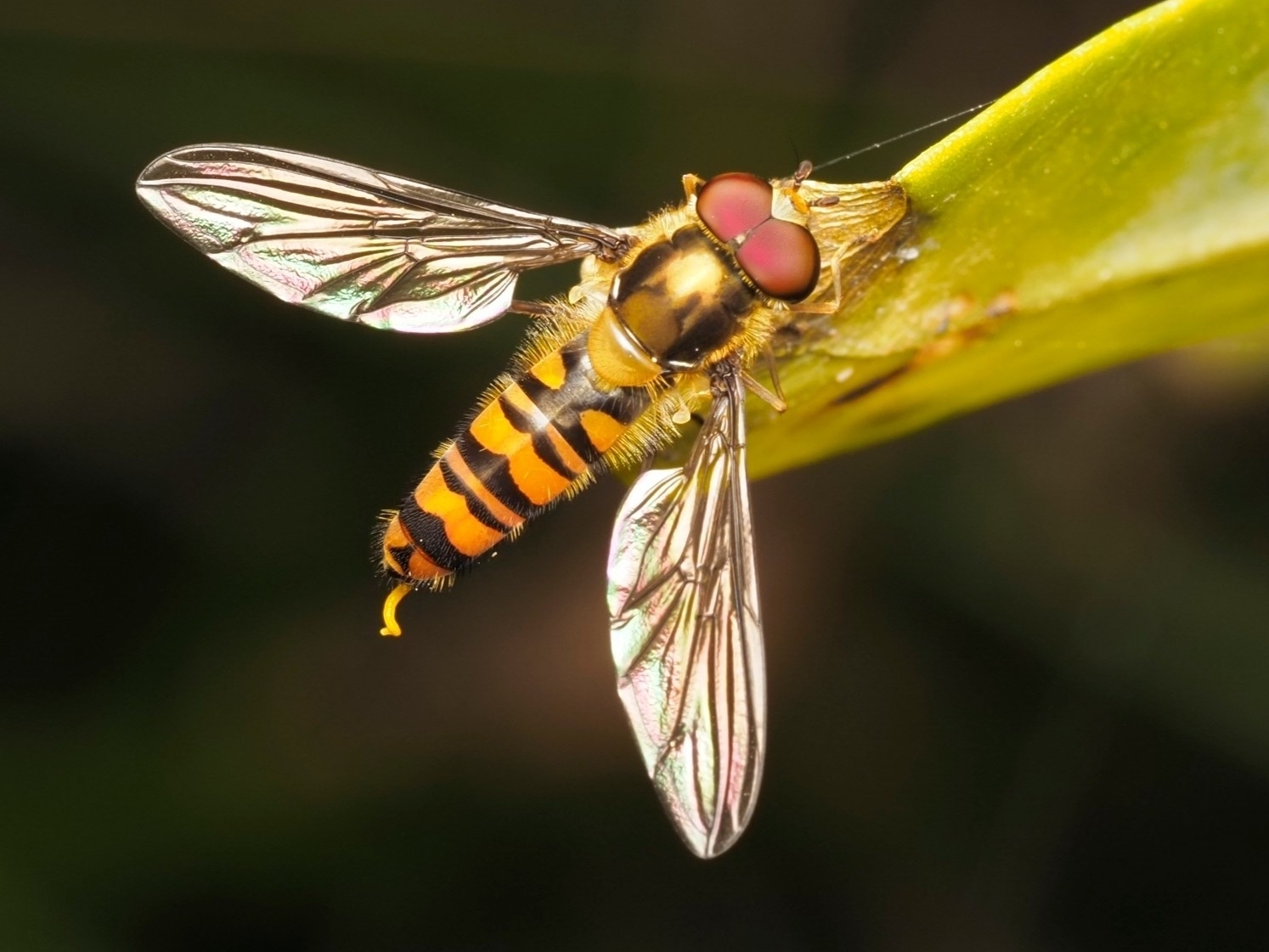 Episyrphus balteatus (De Geer, 1776)