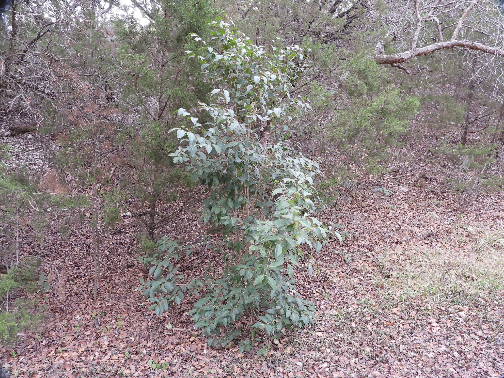 Ligustrum L.