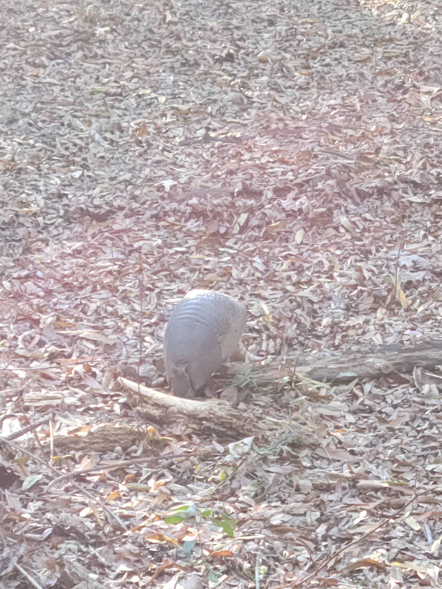 Dasypus novemcinctus Linnaeus, 1758