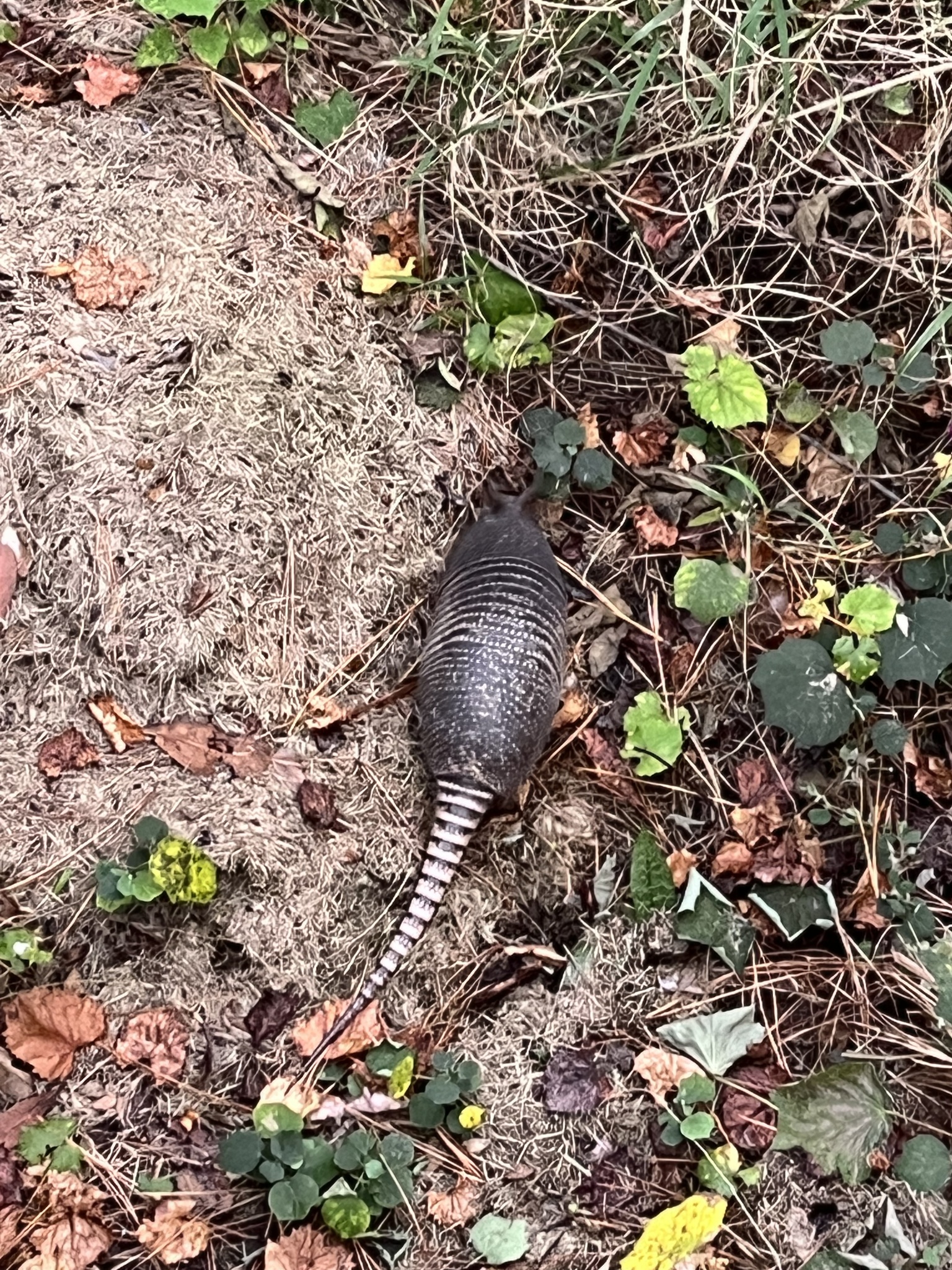 Dasypus novemcinctus Linnaeus, 1758