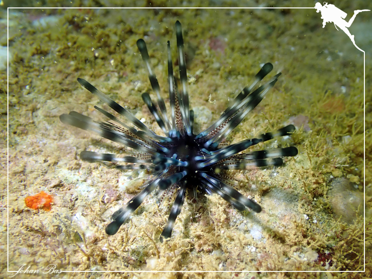Diadematidae