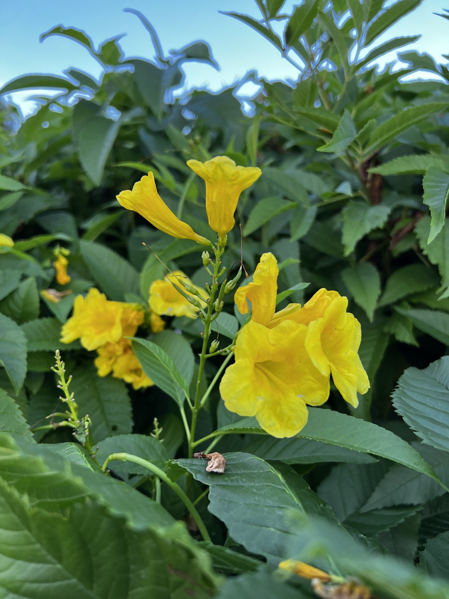 Tecoma stans (L.) Juss. ex Kunth