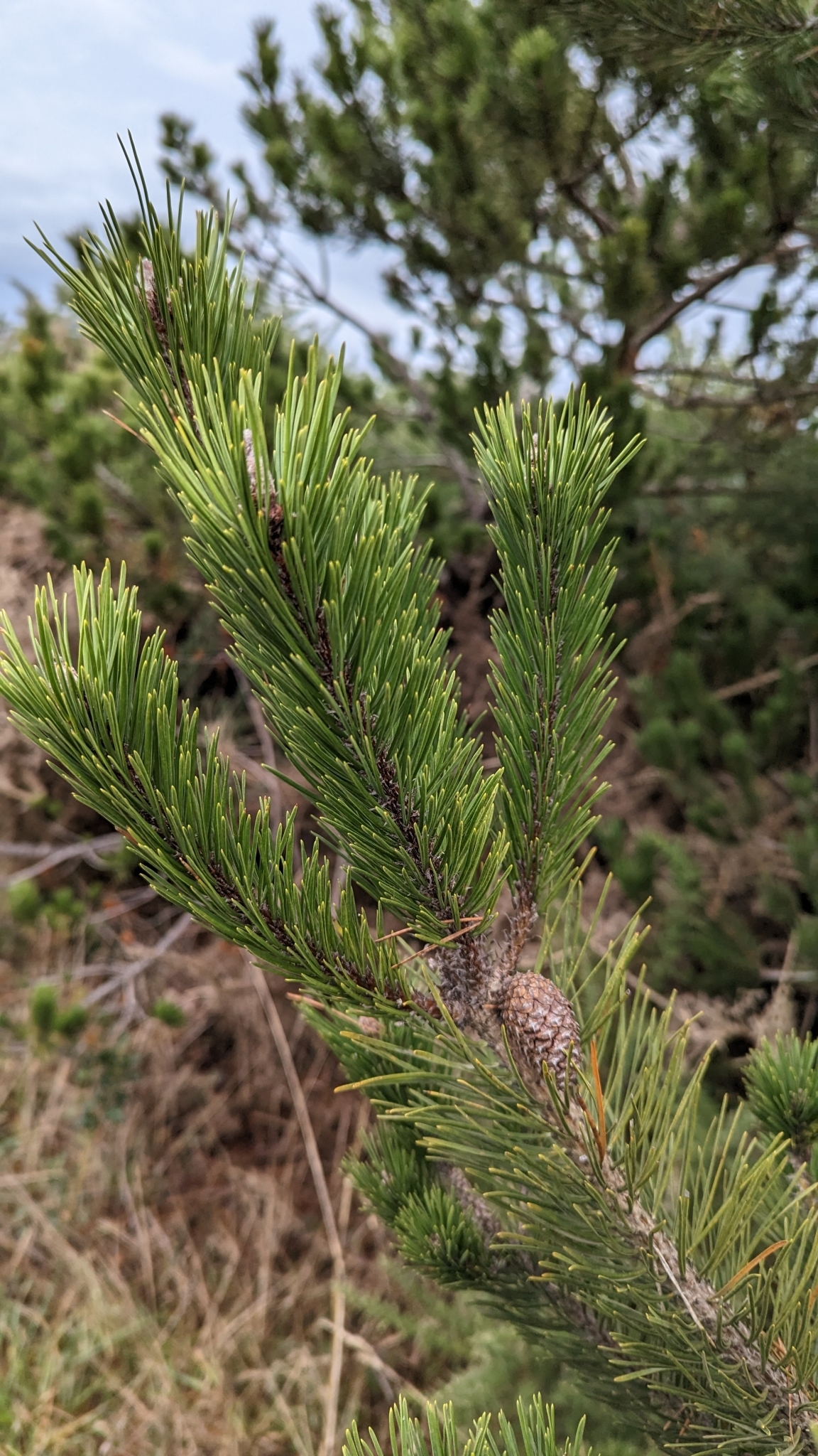 Pinus contorta var. contorta