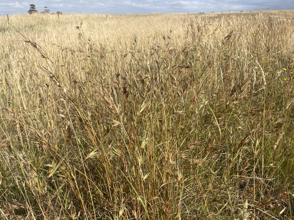 Kangaroo Grass from Geggies Rd, Barunah Park, VIC, AU on January 05 ...