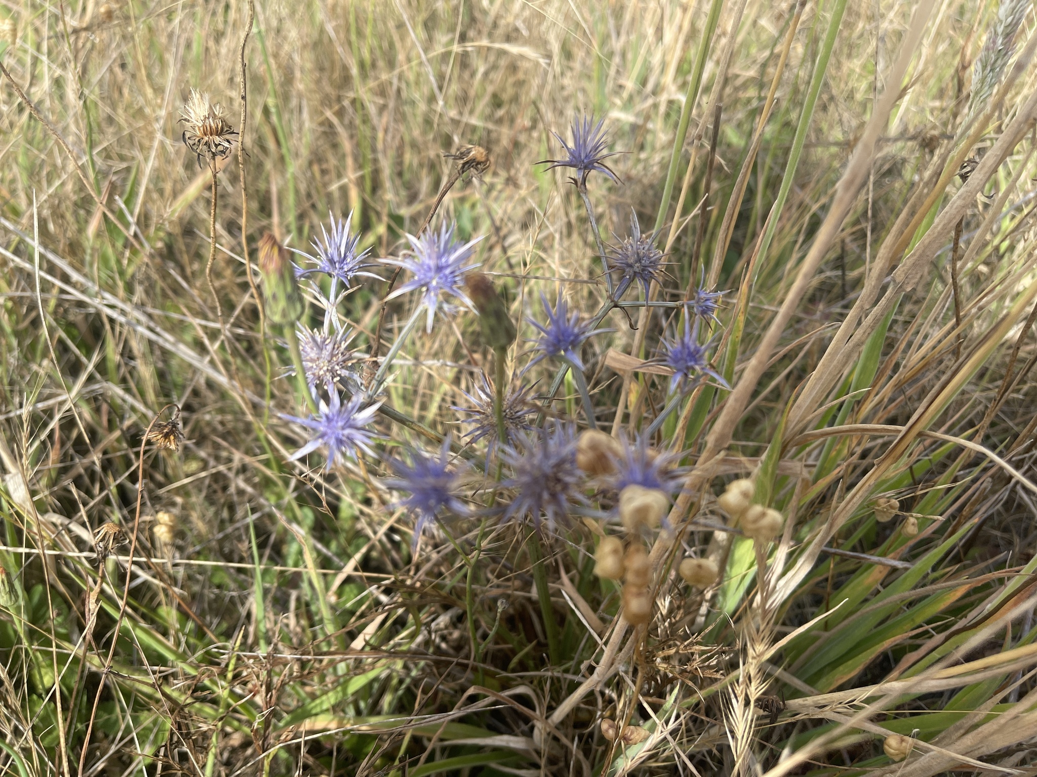 Eryngium ovinum A.Cunn.