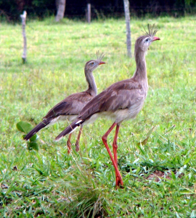 Cariama Brisson, 1760