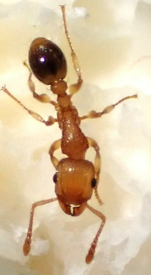 Bicolored Pennant Ant from British Indian Ocean Territory on January 31 ...