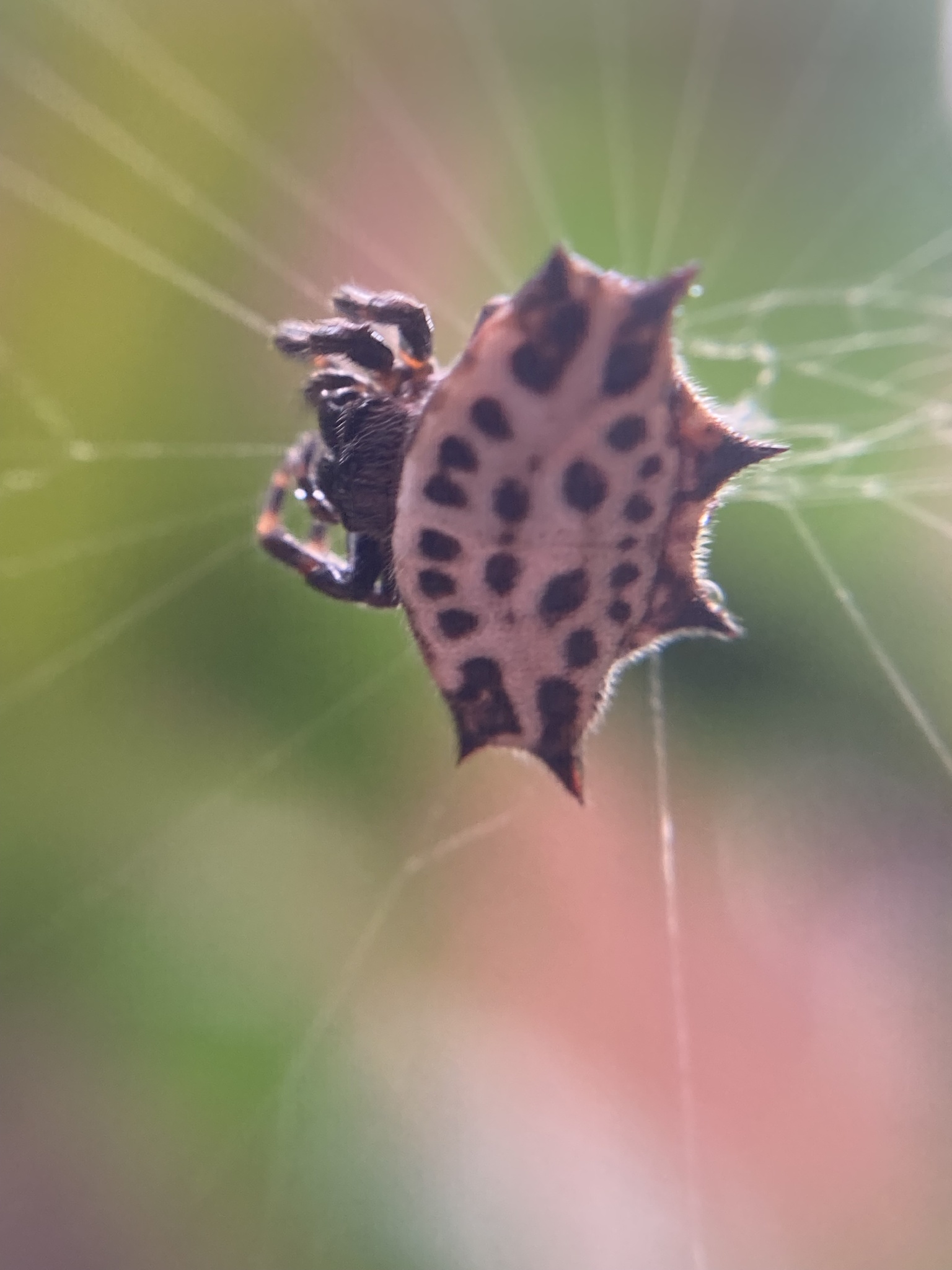 Gasteracantha cancriformis (Linnaeus, 1758)