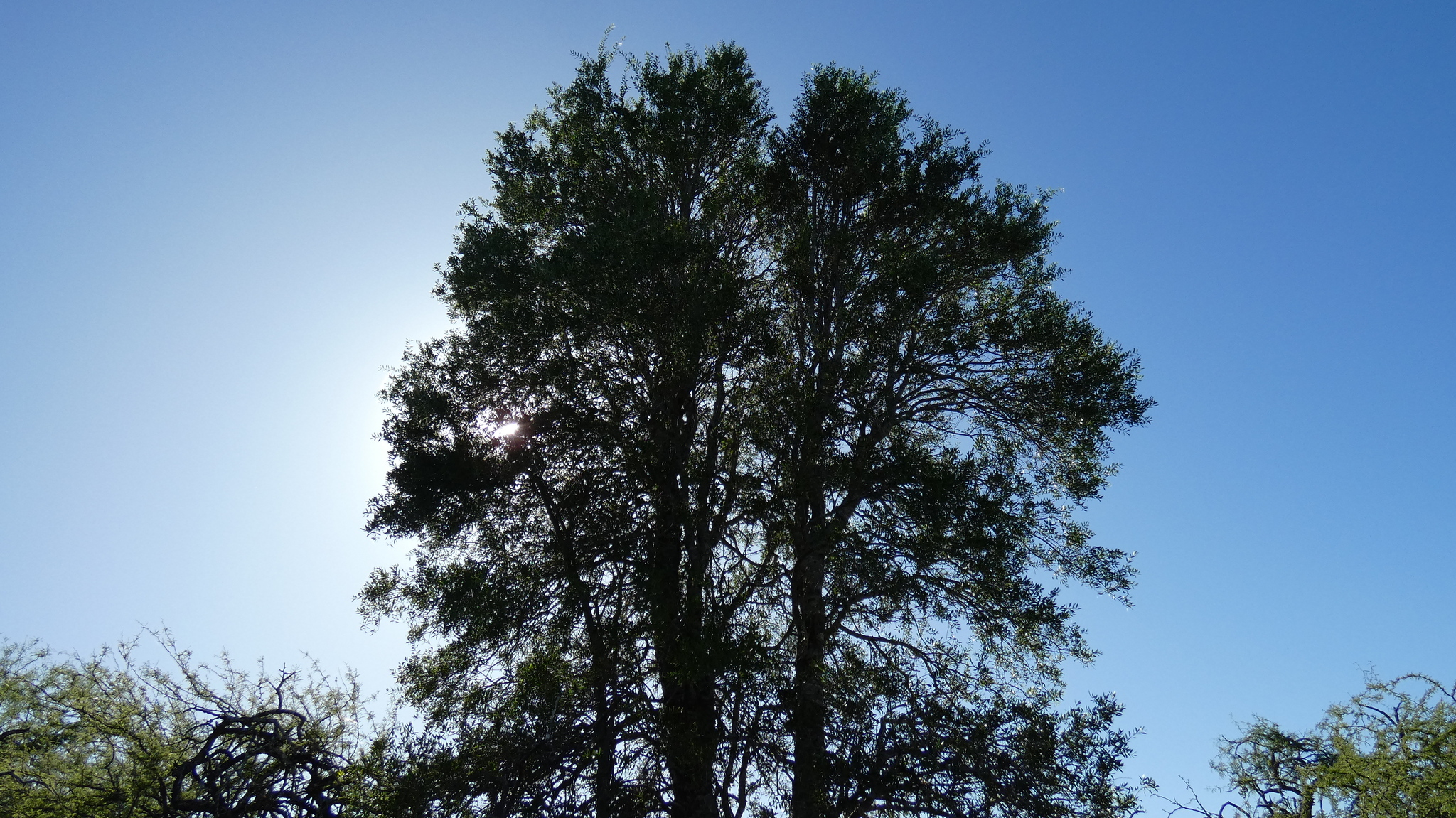 Aspidosperma quebracho-blanco Schltdl.