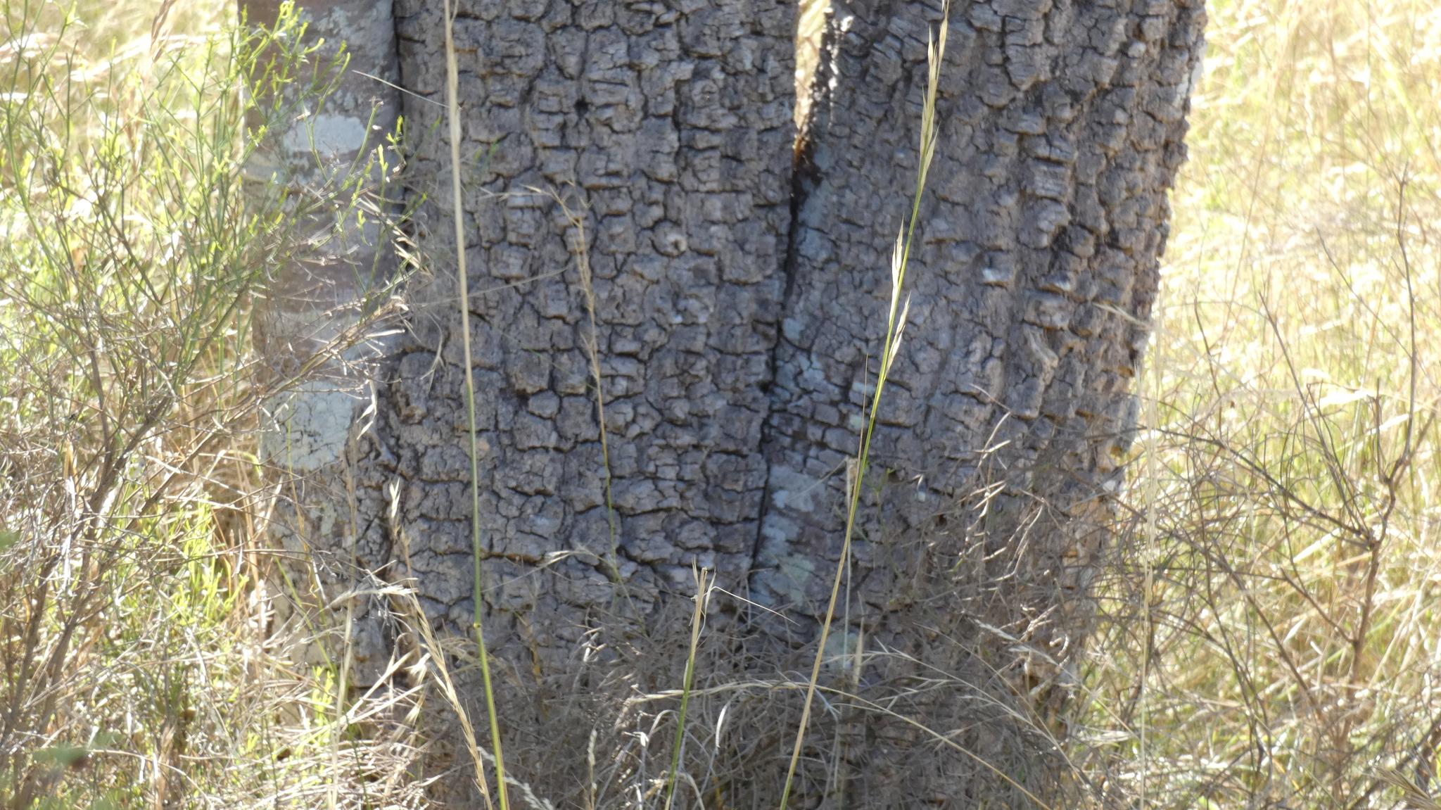 Aspidosperma quebracho-blanco Schltdl.