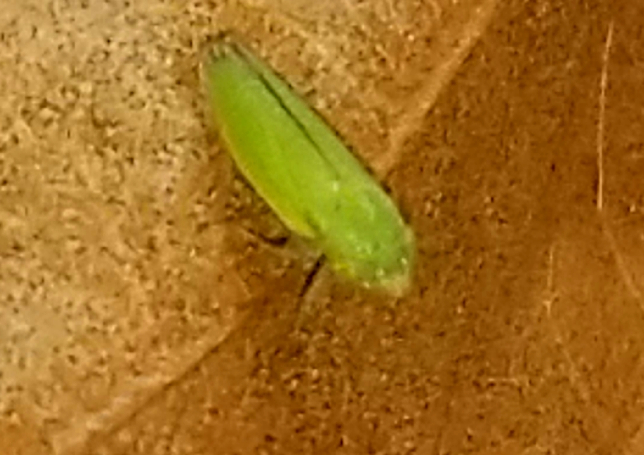 Cicadellidae