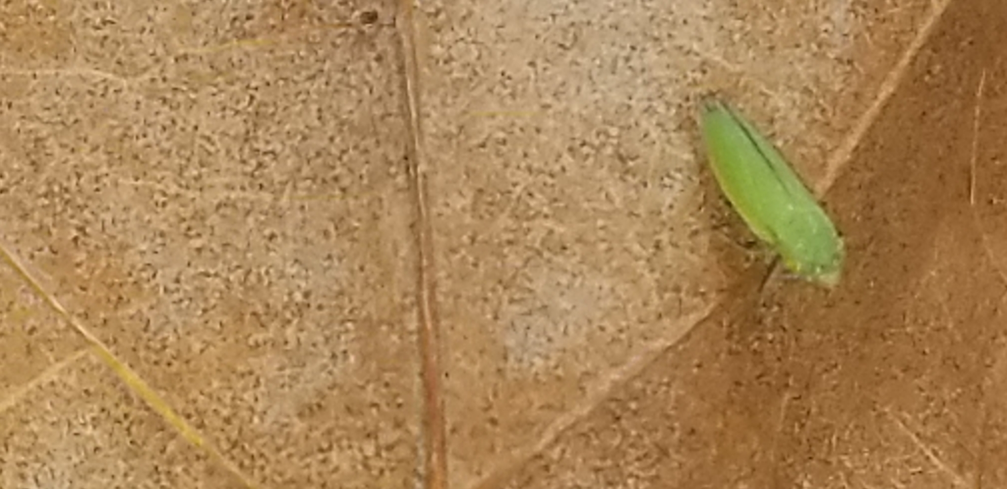 Cicadellidae
