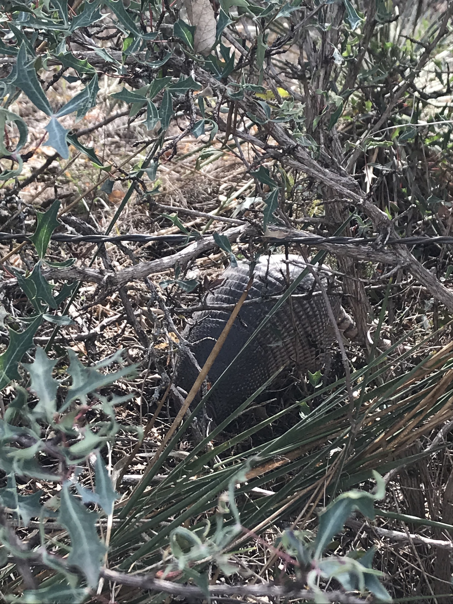 Dasypus novemcinctus Linnaeus, 1758