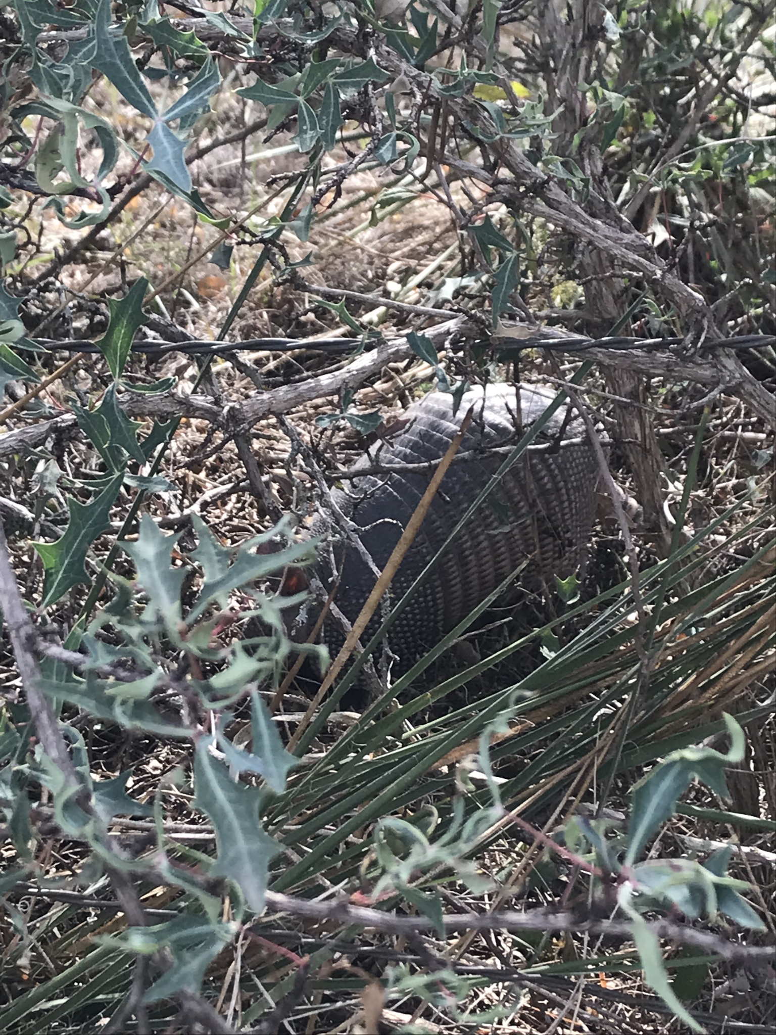 Dasypus novemcinctus Linnaeus, 1758