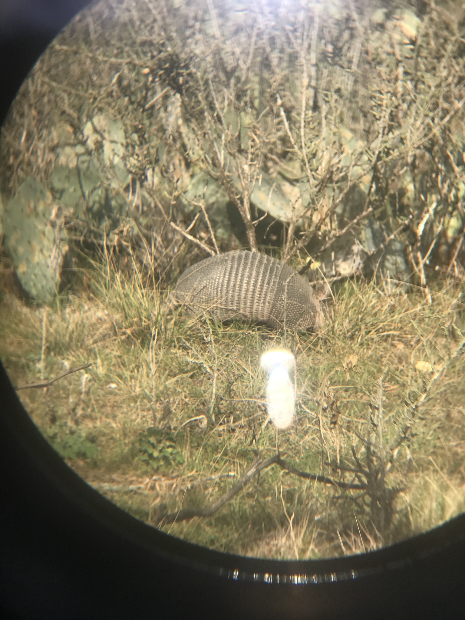 Dasypus novemcinctus Linnaeus, 1758