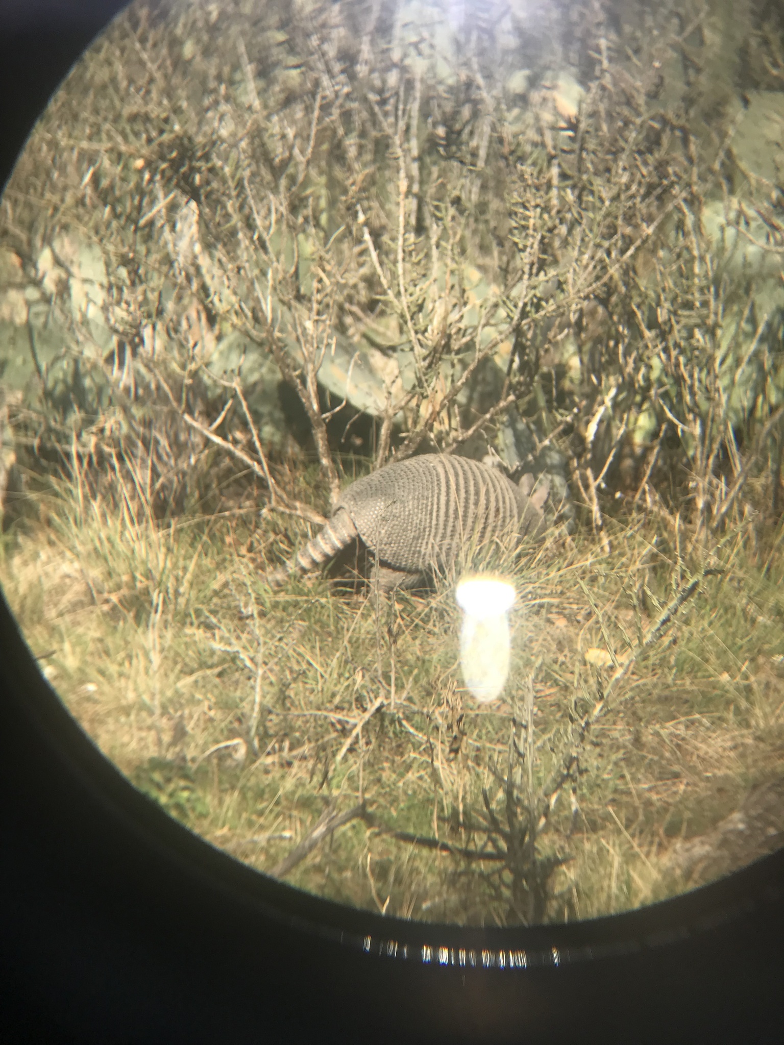 Dasypus novemcinctus Linnaeus, 1758