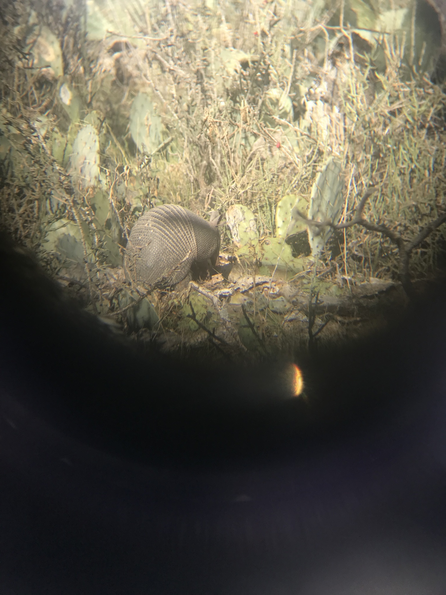 Dasypus novemcinctus Linnaeus, 1758