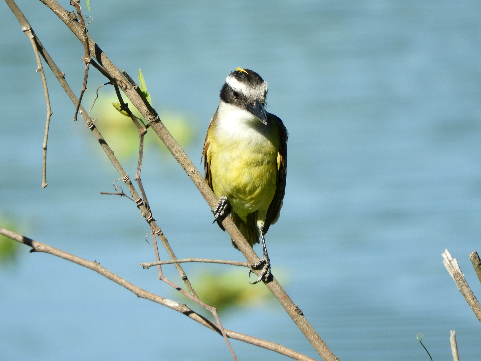 Pitangus sulphuratus (Linnaeus, 1766)