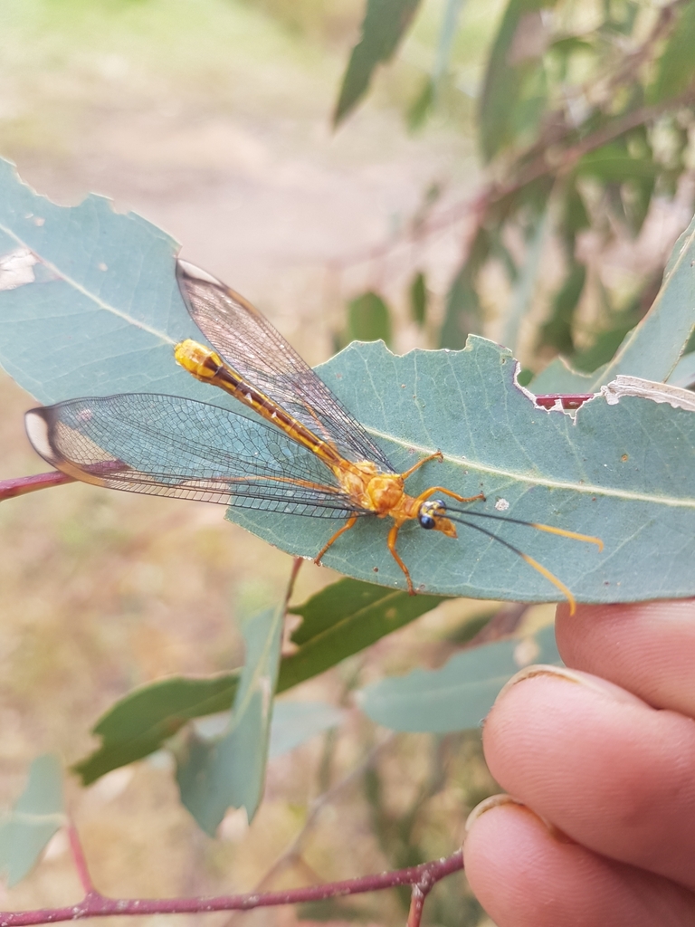 Blue Eyes Lacewing from Burra NSW 2620, Australia on January 05, 2023 ...