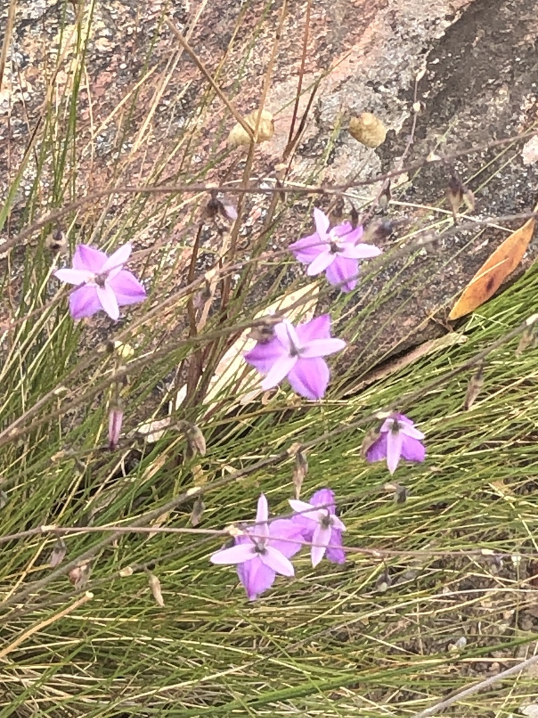 Nodding Chocolate Lily from Mount George Conservation Park, Mount ...